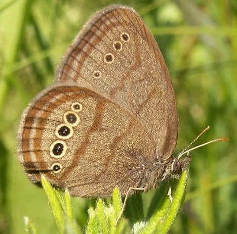 Endangered Butterfly's Indiana Wetland Home is Bought by Conservation ...